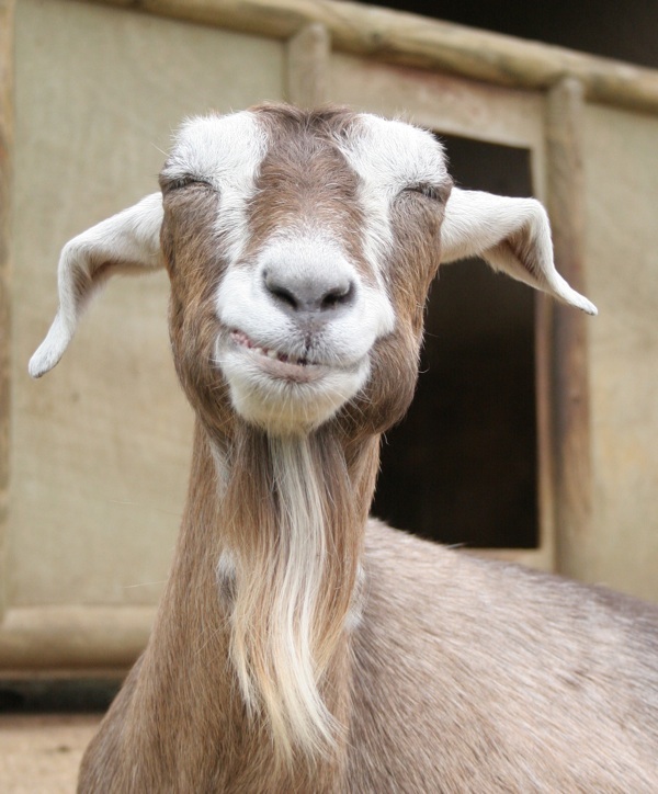 O Despertar de um Sonho: os Bodes