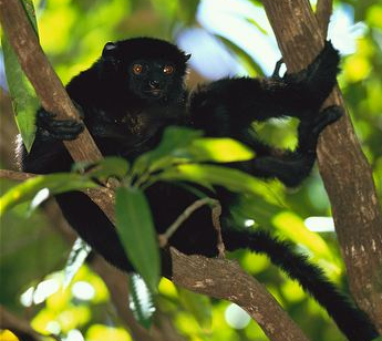 Evolutionary Vertebrate Zoology: Evoluční specialisti na planetě ...