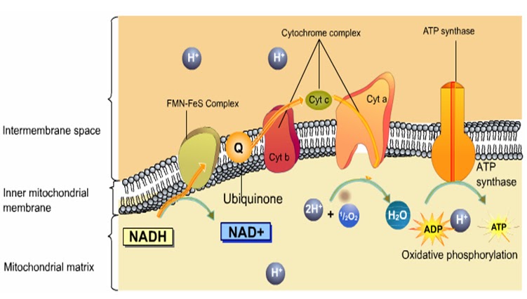 BIOLOGY FORM 6: Aerobic Respiration - Electron Transport System