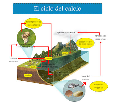 CICLOS BIOGEOQUÍMICOS