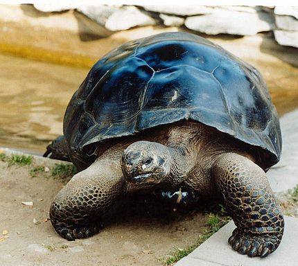 White Wolf : Giant Turtles Divorce After 115 Years Together