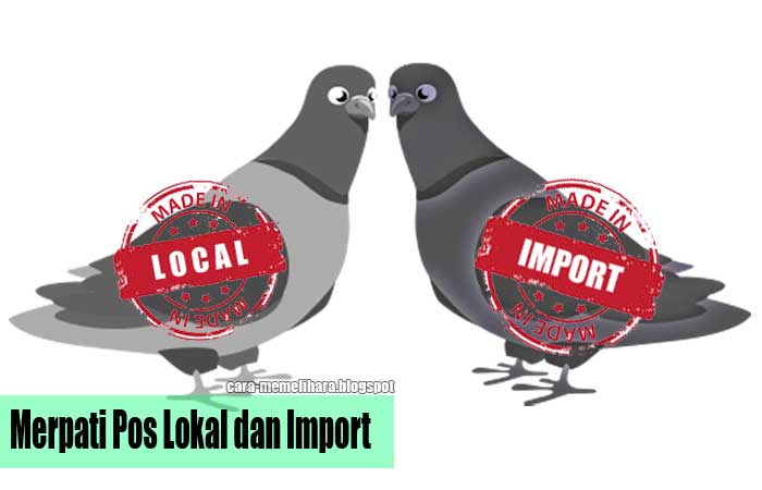 Sekilas Tentang Merpati Pos Lokal dan Import - Jawa Bird