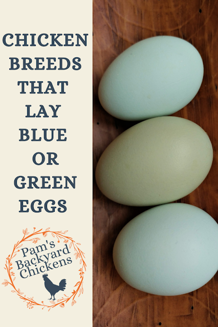Pam's Backyard Chickens: Chicken Breeds That Lay Blue or Green Eggs