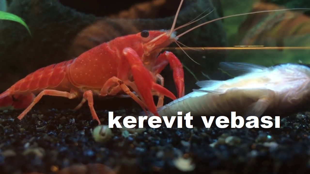 kerevit vebası - BilginCin