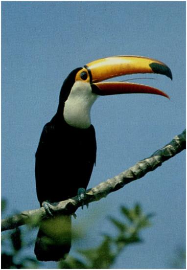 À Volta Do Saber: TUCANOS