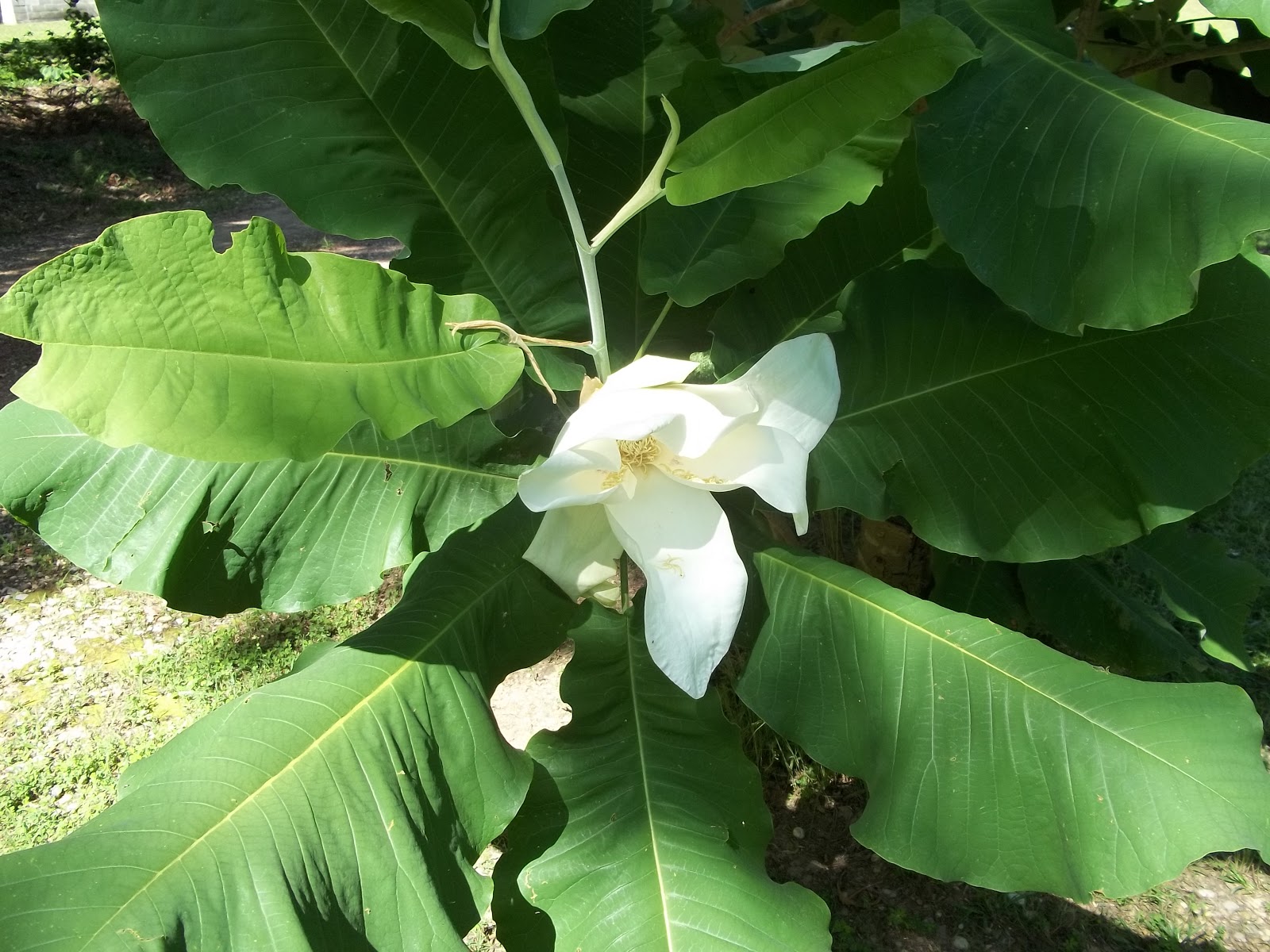 Kilgore Cousins: PLAYING AMONG THE WILD MAGNOLIAS