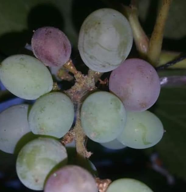 Mengenal Varietas Anggur Jupiter Tanpa Biji - Malingping Pos