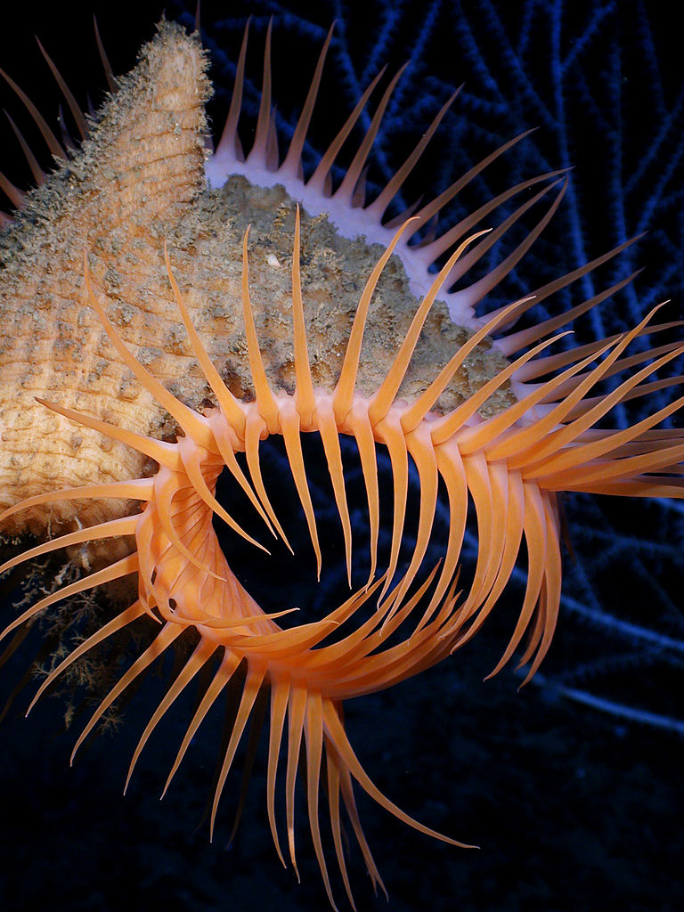 Real Monstrosities: Venus Flytrap Sea Anemone