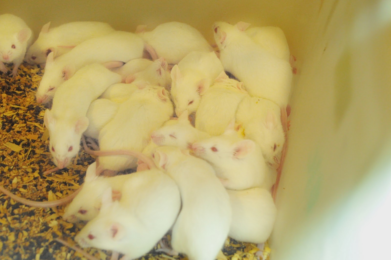 Takrif Bistari Enterprise: MICE BALB C/SWISS (ALBINO)
