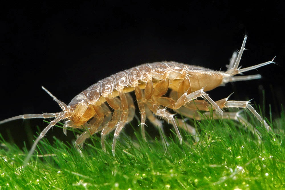 Variety of Life: Asellus (Asellus)