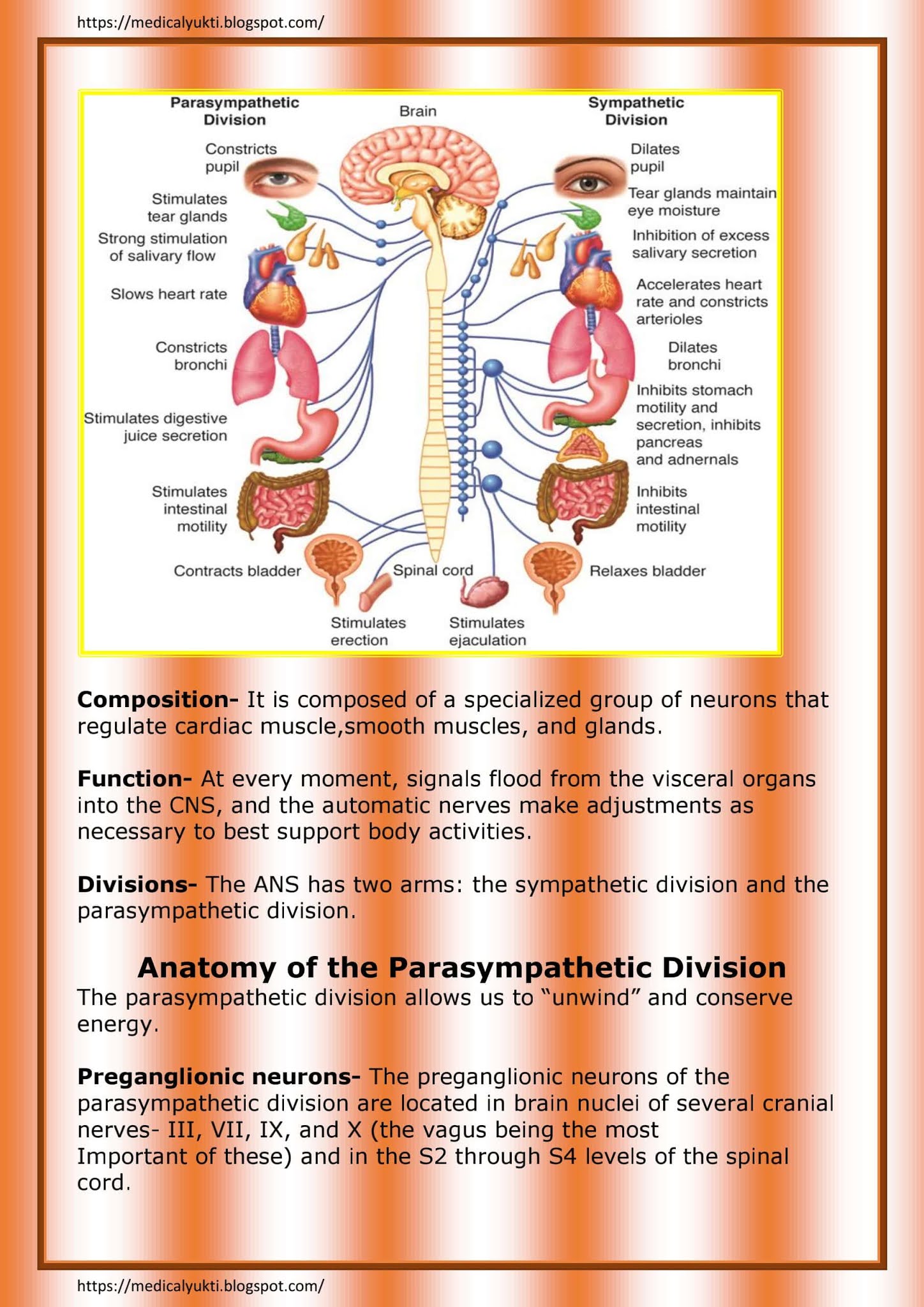 Nervous System Anatomy Physiology - Medical Yukti