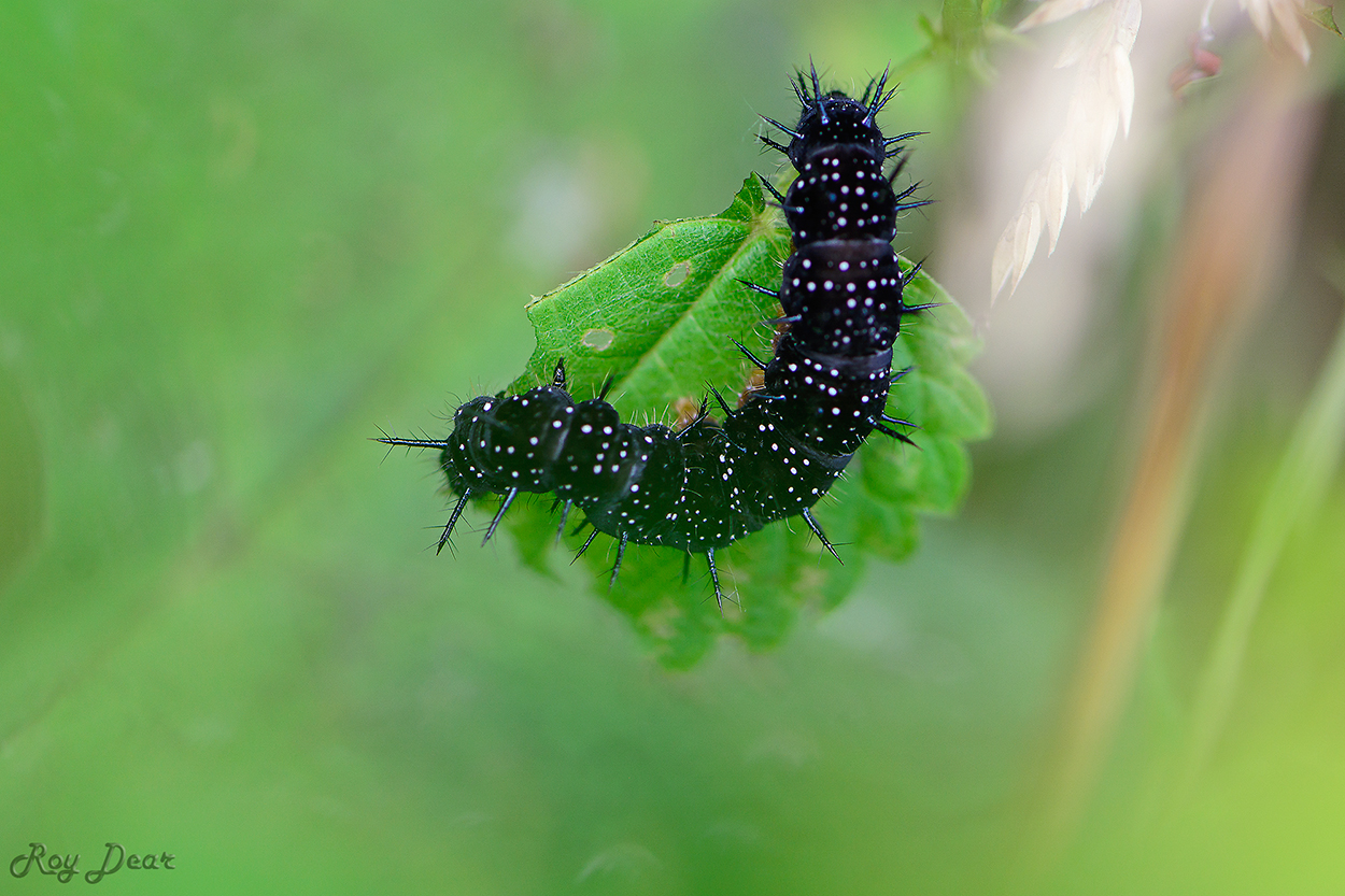 Foto's: Rups dagpauwoog