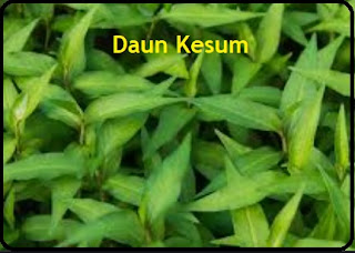 Anim Agro Technology: DAUN KESUM DAN FAKTA DI MEDIA