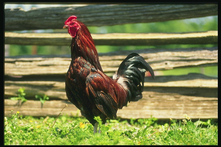 Agribisnis ternak unggas: Reproduksi ayam jantan