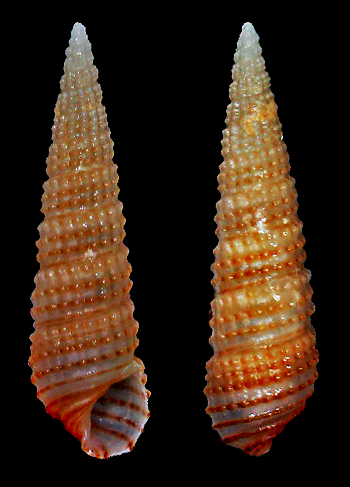 MALACOLOGÍA MEDITERRÁNEA: Listado de especies