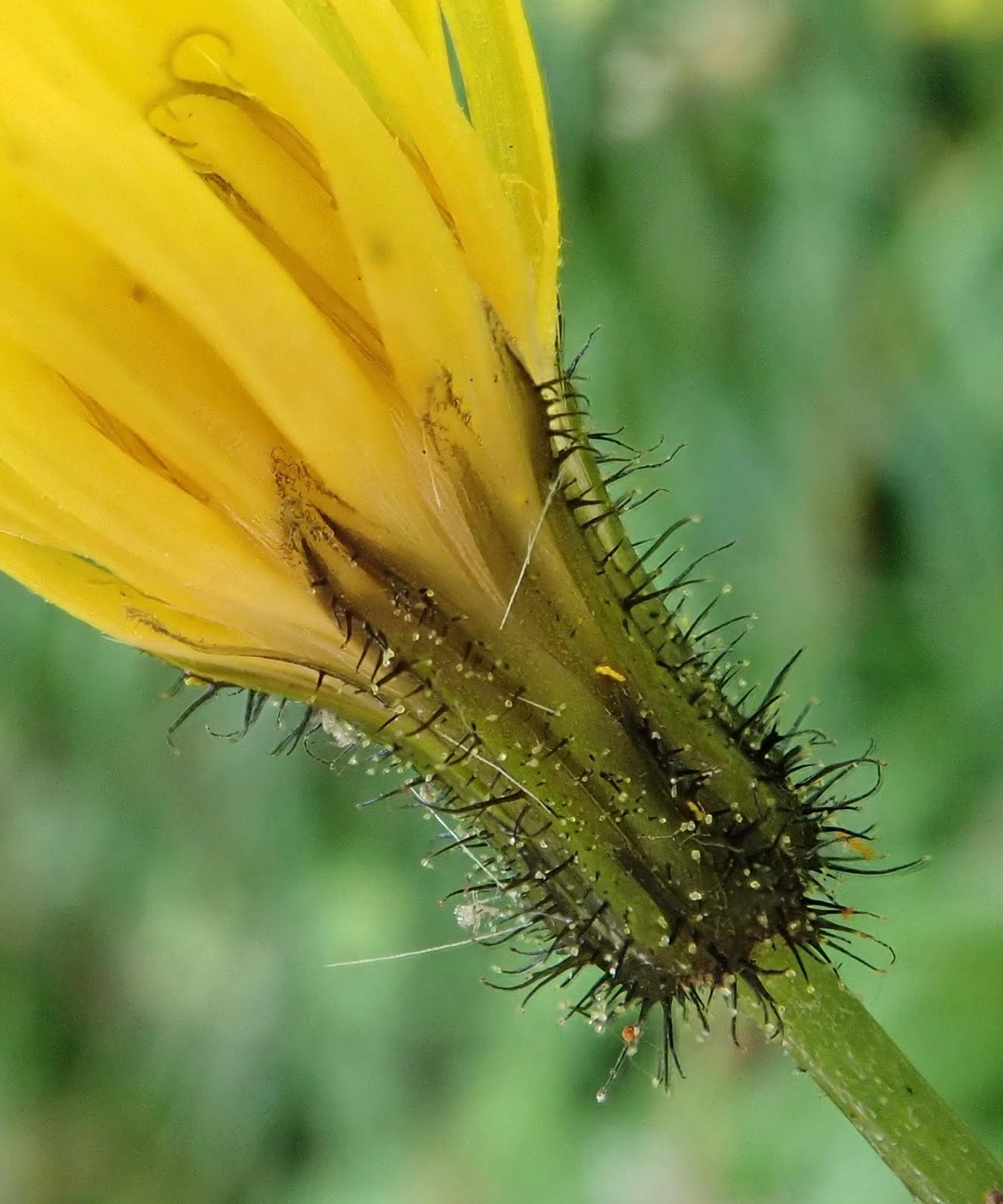 Violets and others: Crepis paludosa. Marsh Hawksbeard + Crepis lampsanoides