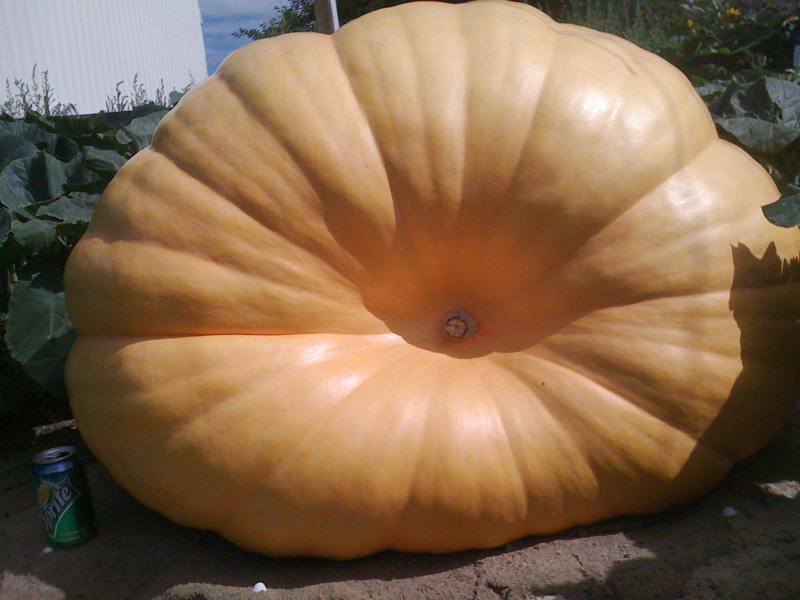 Giant Pumpkin Growing Tips From The Pumpkin Man: August 2011
