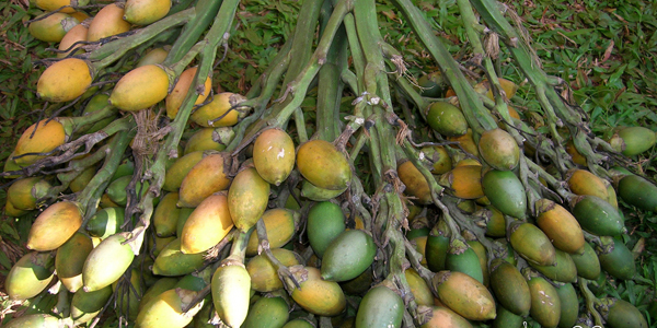 Scouting Magazine - Sri Lanka: ගස් වර්ග 15 - 03. පුවක්‌ ශාකය ...