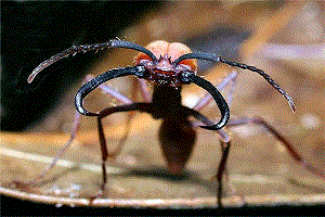 Les Fourmis les plus Dangereuses ... | noEnigma