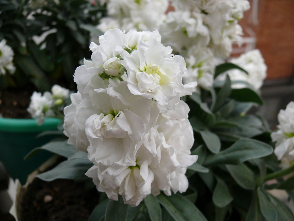 ROSAS AMOROSAS: Capullito de Aleli