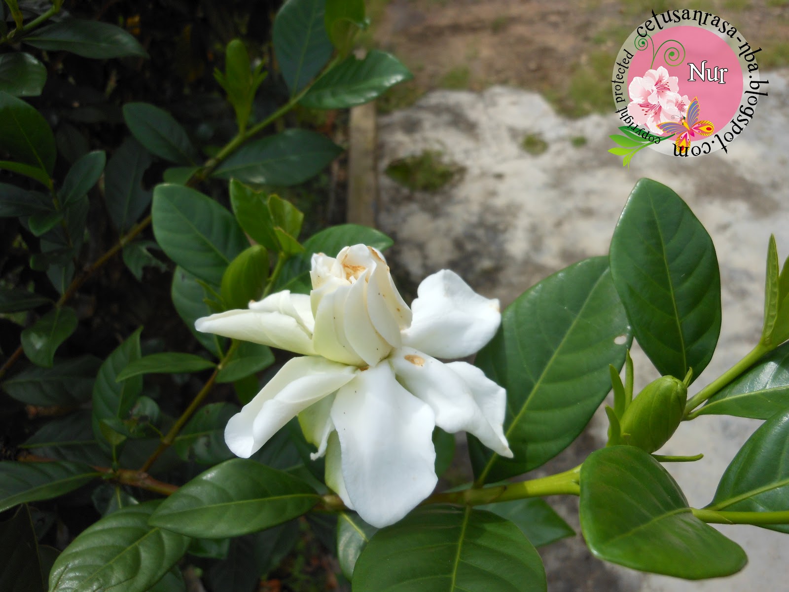 Cetusan Rasa: Bunga Cina @ Bunga Melur