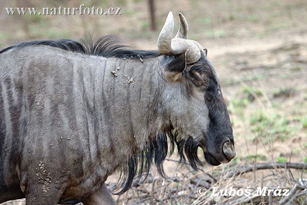 PHOTO KA SABSE BADA COLLECTION: BLUE WILDEBEEST ANIMAL