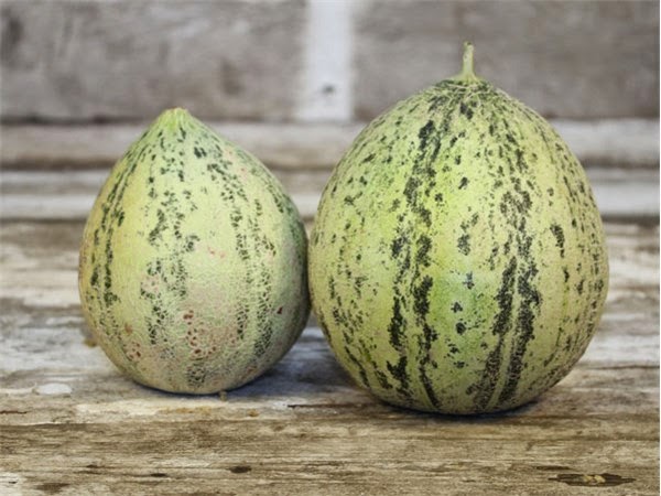daily timewaster: Planting today: Crane melon