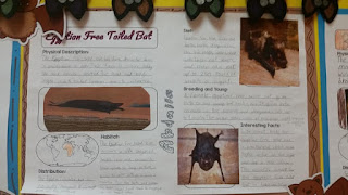 Growing a STEM Classroom: Bats!