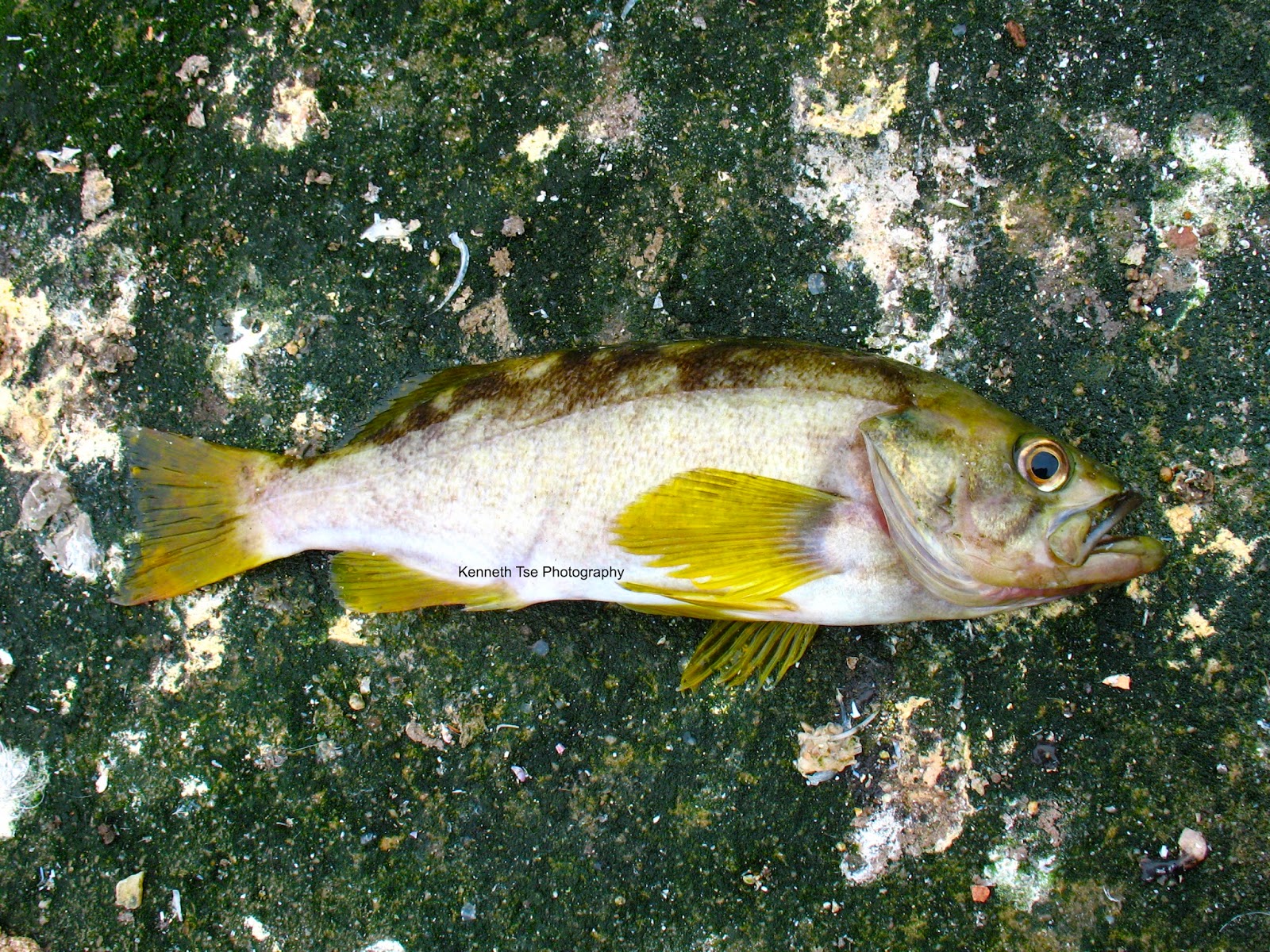 MuskieBait Adventures: July 2012