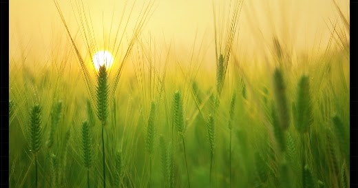 2 Timothy 2:15 Truth: Verse of the Day: Genesis 8:22 KJV