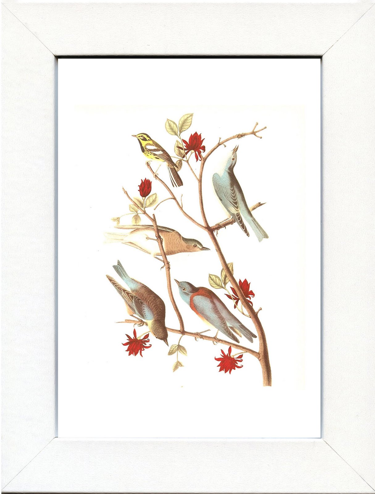 jjjewel.resimlerim: KUŞ VE DOĞA TEMALI RESİMLER