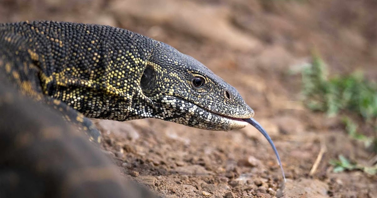 Elsen Karstad's 'Pic-A-Day Kenya': Nile Monitor Lizard, Masai Mara Kenya