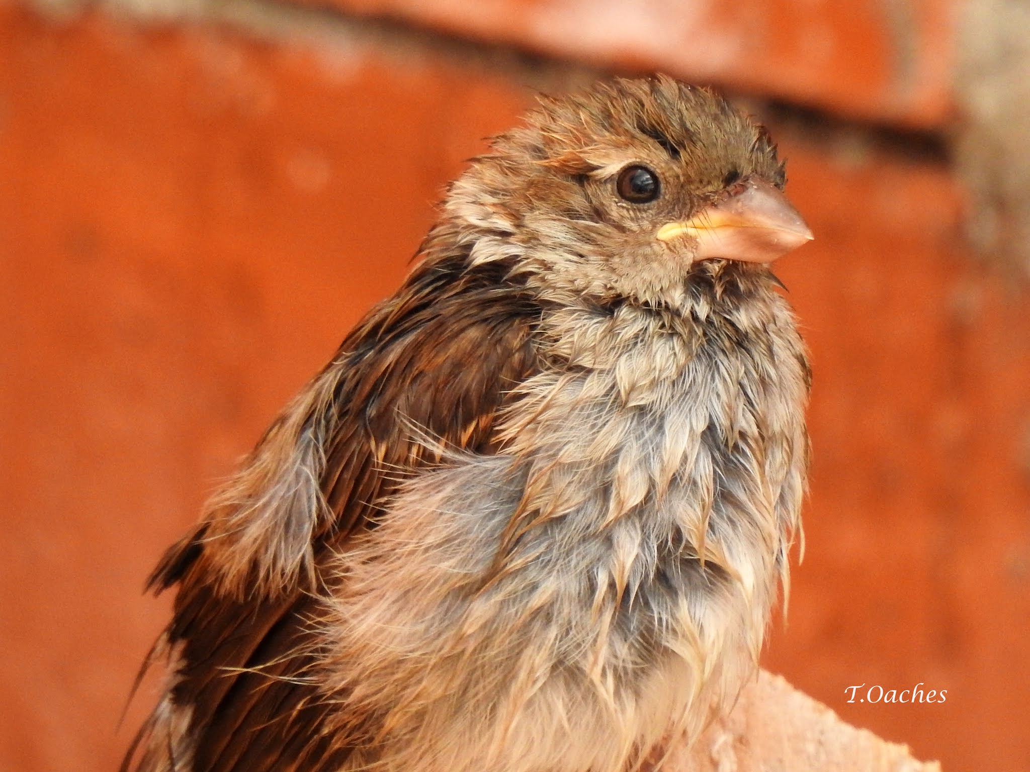 PASARI DIN ROMANIA: VRABIA DE CASA, Passer domesticus