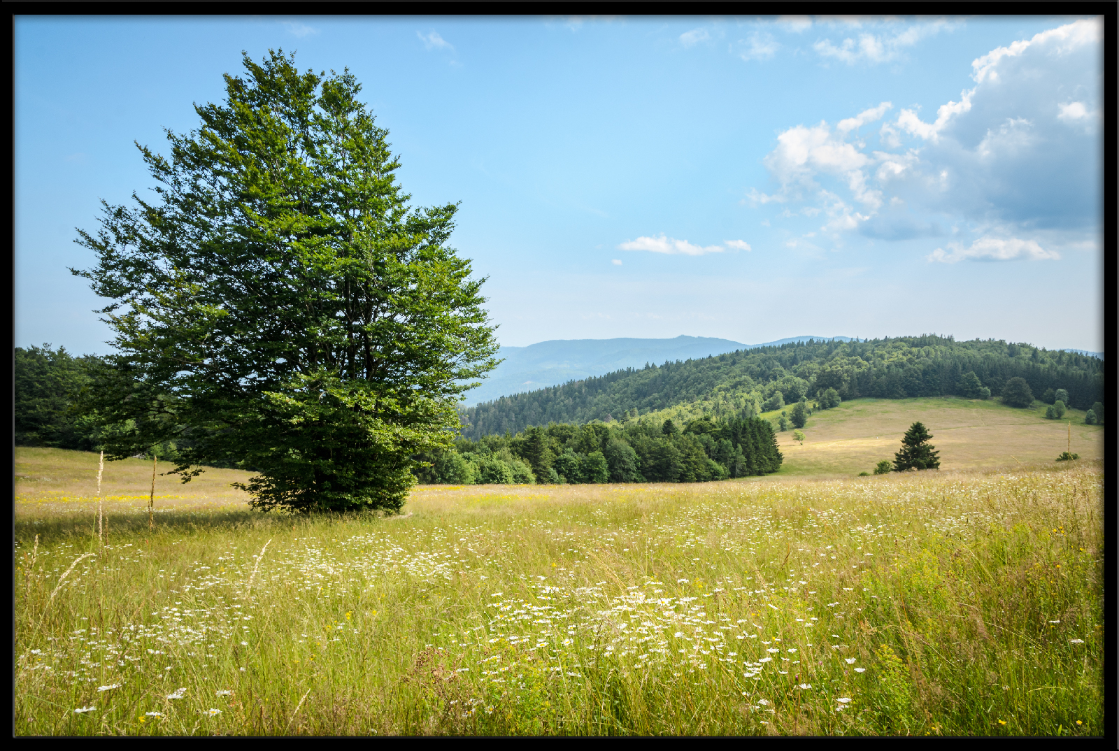 Observations Numériques: Prairie de la Haute-Bers