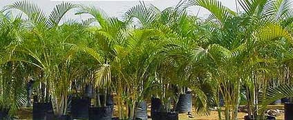 MENGENAL TANAMAN PALEM KUNING | Tips Petani