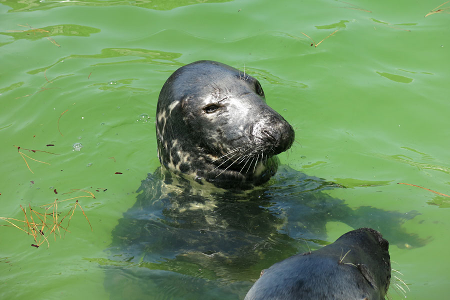 Cornwall Seal Sanctuary visit ~ Cornwall and Cornish Holiday Guide