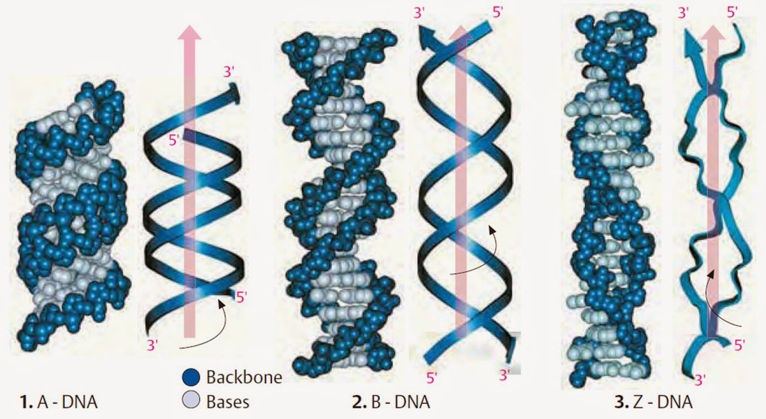 Apuntes de Biotecnología: Biomoléculas