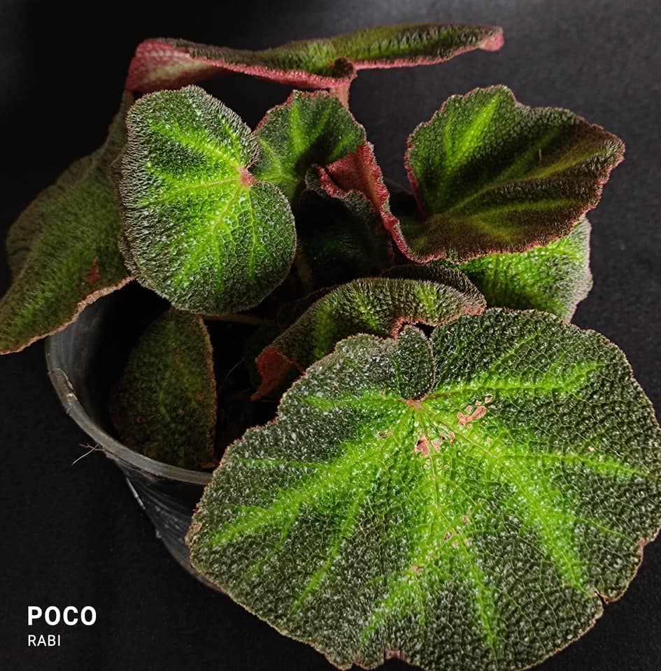 Garden Chronicles of James David: Begonia Soli-mutata / Sun Changing ...