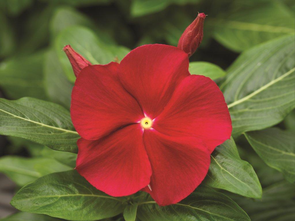 Ornamentals News: Exciting New Flower Introductions for 2013
