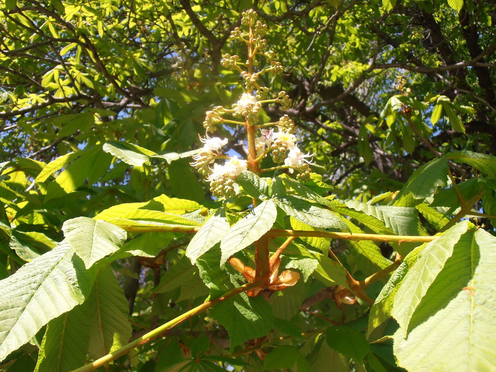 CASTAÑO DE INDIAS: Aesculus hippocastanum | Plantas rioMoros