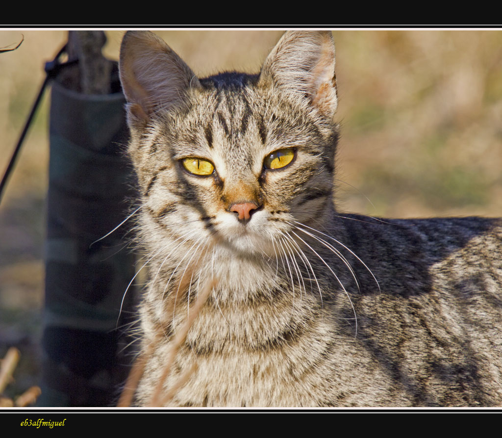 Miguel fotografia: Gato domestico (Felis silvestris catus)