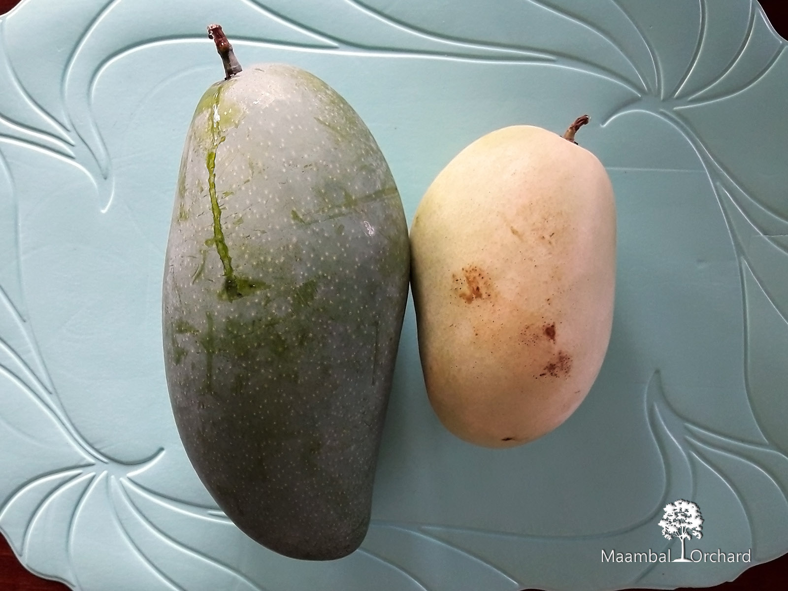 Maambal Orchard: Giant Catimon Mango at Maambal Orchard