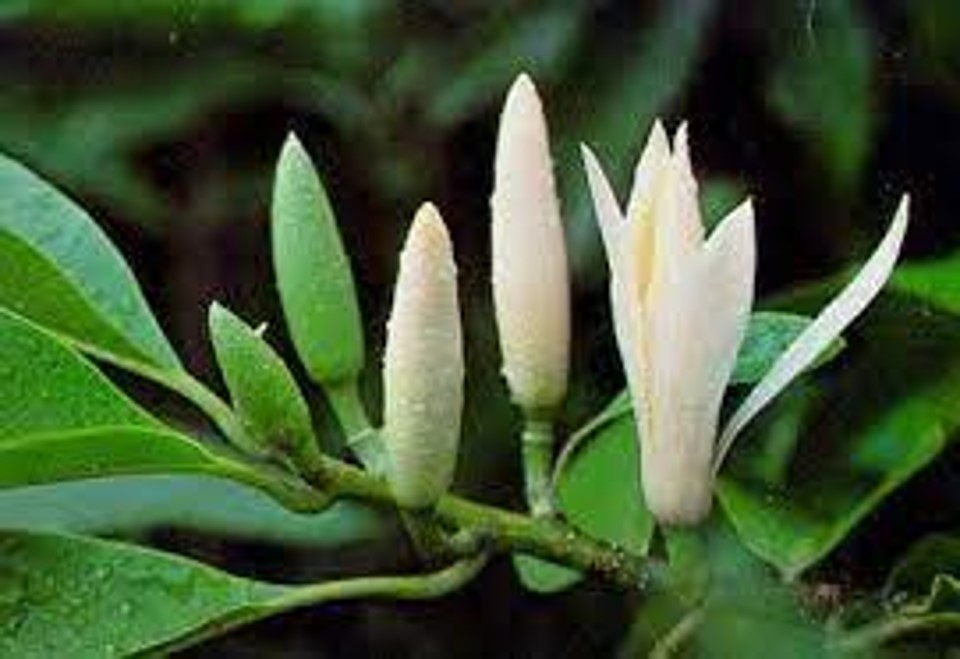 Ekor: CEMPAKA PUTIH CANTIK MENAWAN