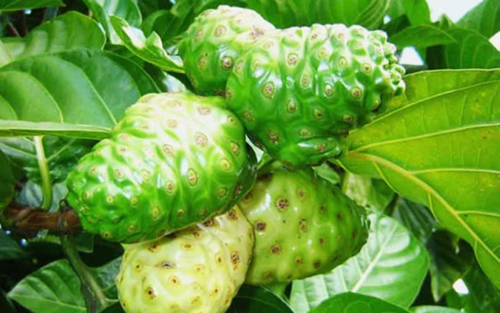 Ciri-Ciri Tanaman Mengkudu (Morinda citrifolia) Manfaat dan Khasiatnya