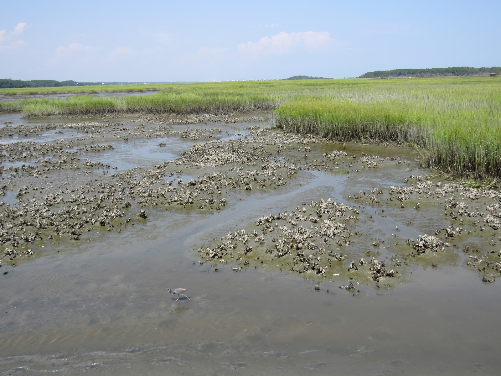 Exploring New Places: South Carolina's Salt Marshes and Tidal Creeks