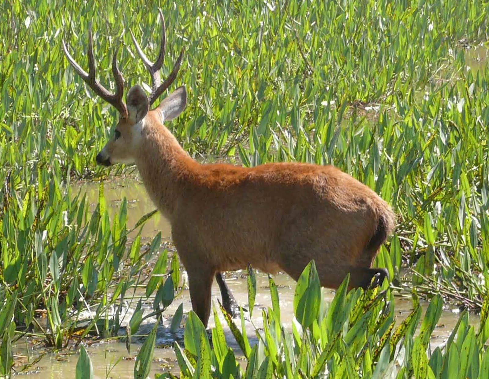 Caliandra do Cerrado: Em extinção: Veado-campeiro
