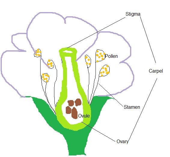 Scienceatscene Reproductive Parts Of A Flower Scienceatscene Reproductive Parts Of A Flower