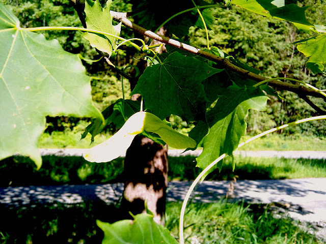 Árboles con alma: Arce Real. Erable. (Acer platanoides) Árboles con alma: Arce Real. Erable. (Acer platanoides)