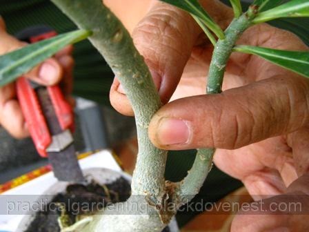 Practical Gardening: Easy Grafting Technique for Adenium (Desert Rose)