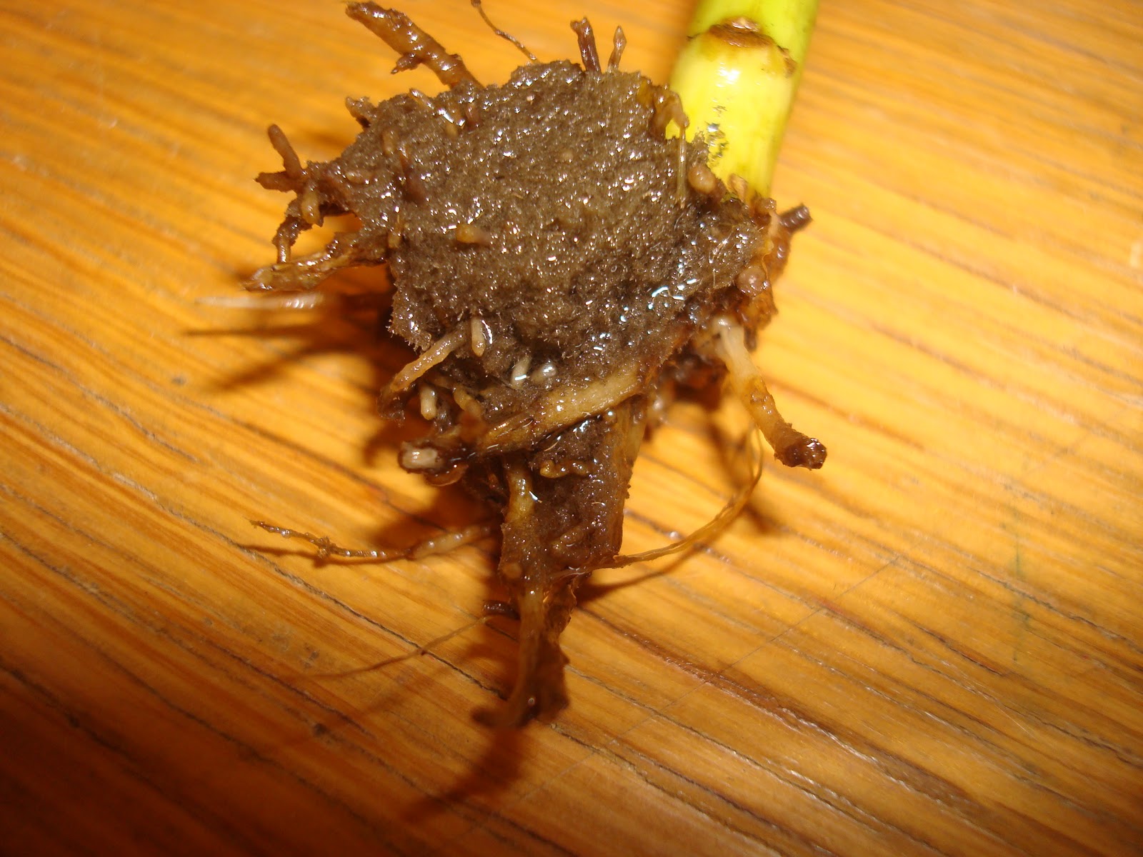 University of Illinois Plant Clinic: Greenhouse Poinsettias with ...